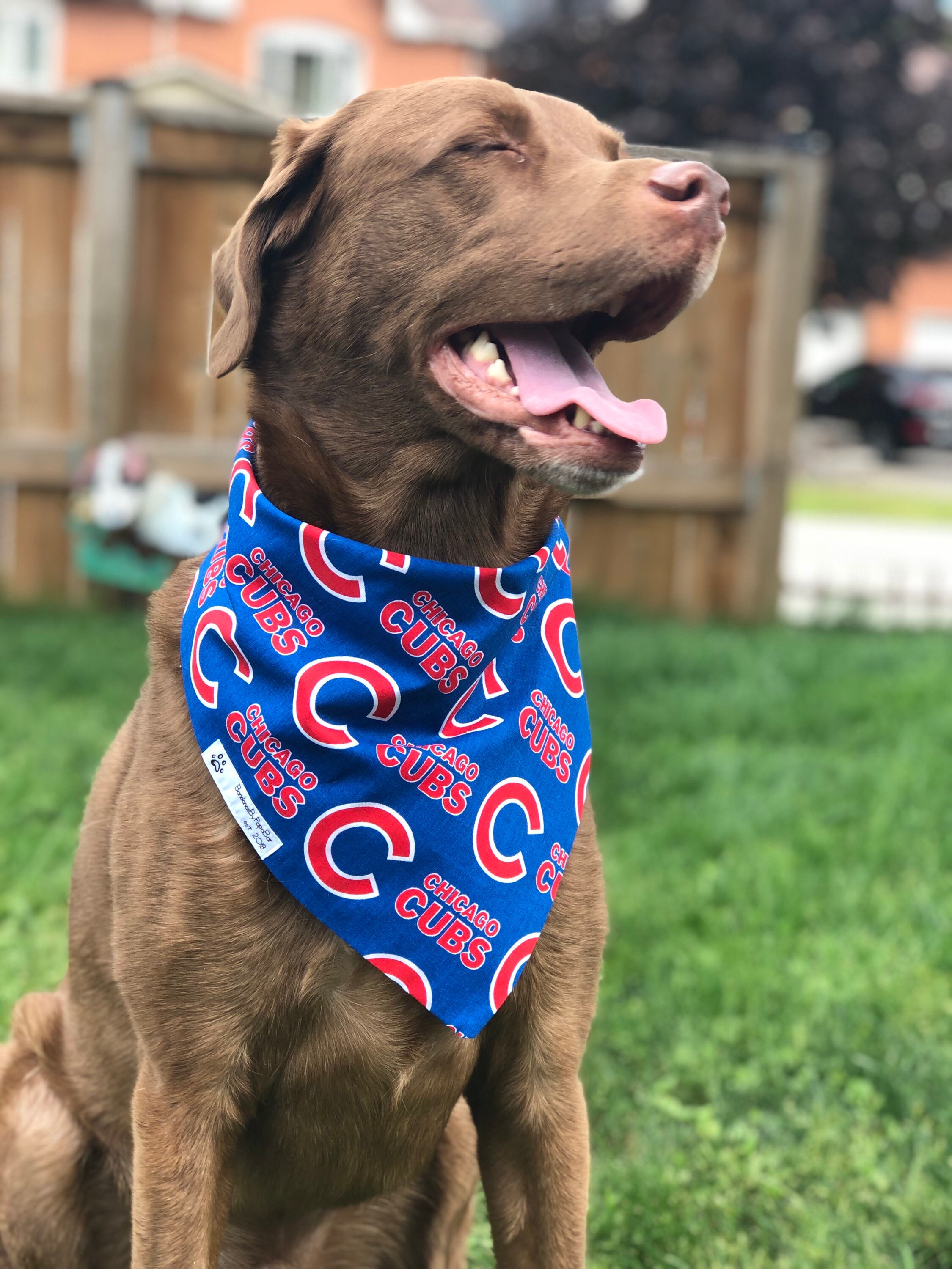 Chicago Cubs Bandana / Chicago Cubs / Dog Cat Bandana / Pet - Etsy ...