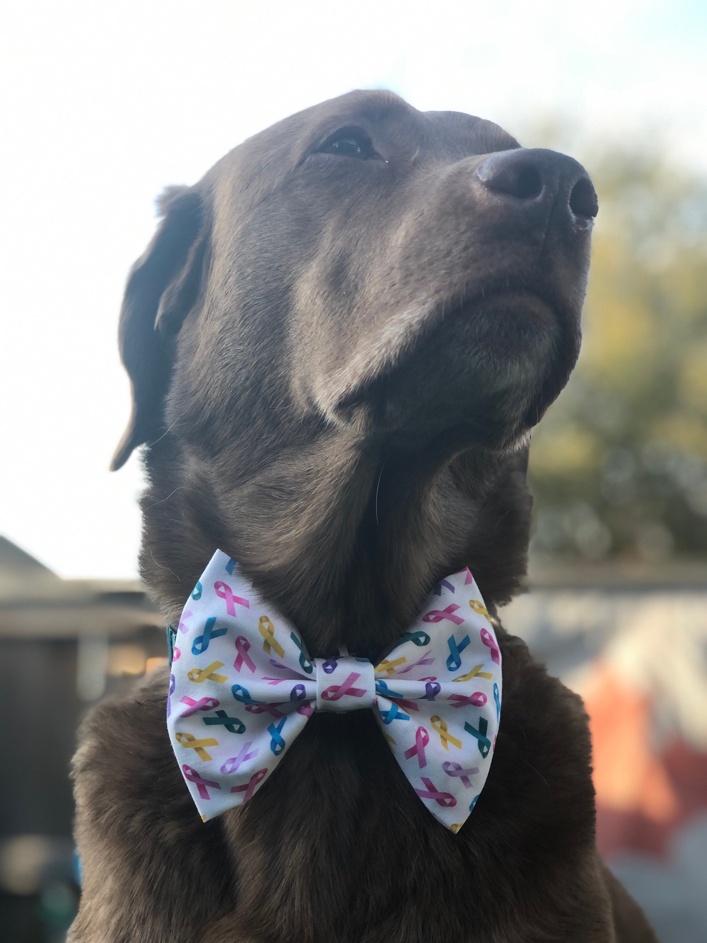 Cancer Ribbon Bow Tie 2 STYLES Dog Bowtie Breast Cancer - Etsy