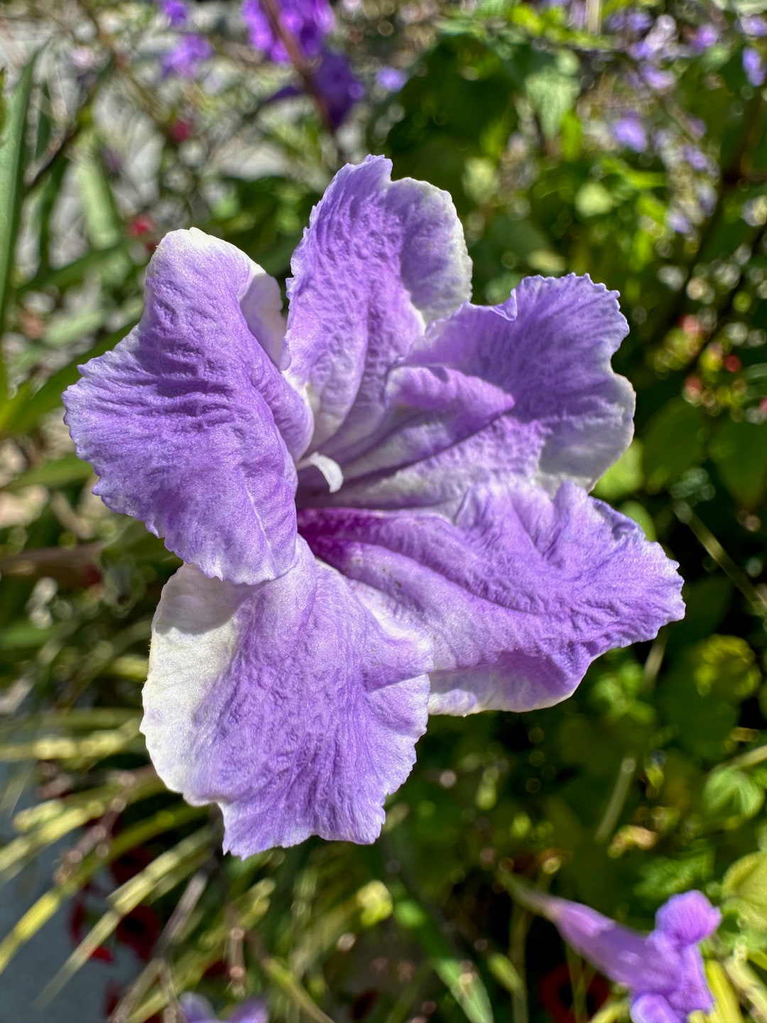Photo Note Card - Violet, Blank Interior - Etsy