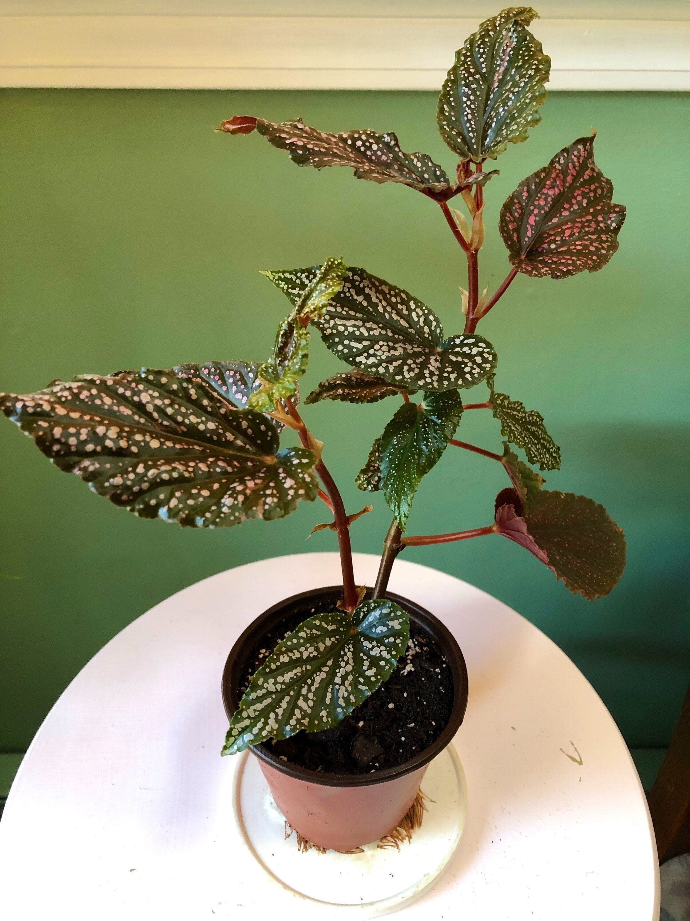 Begonia Benigo Pink - Etsy