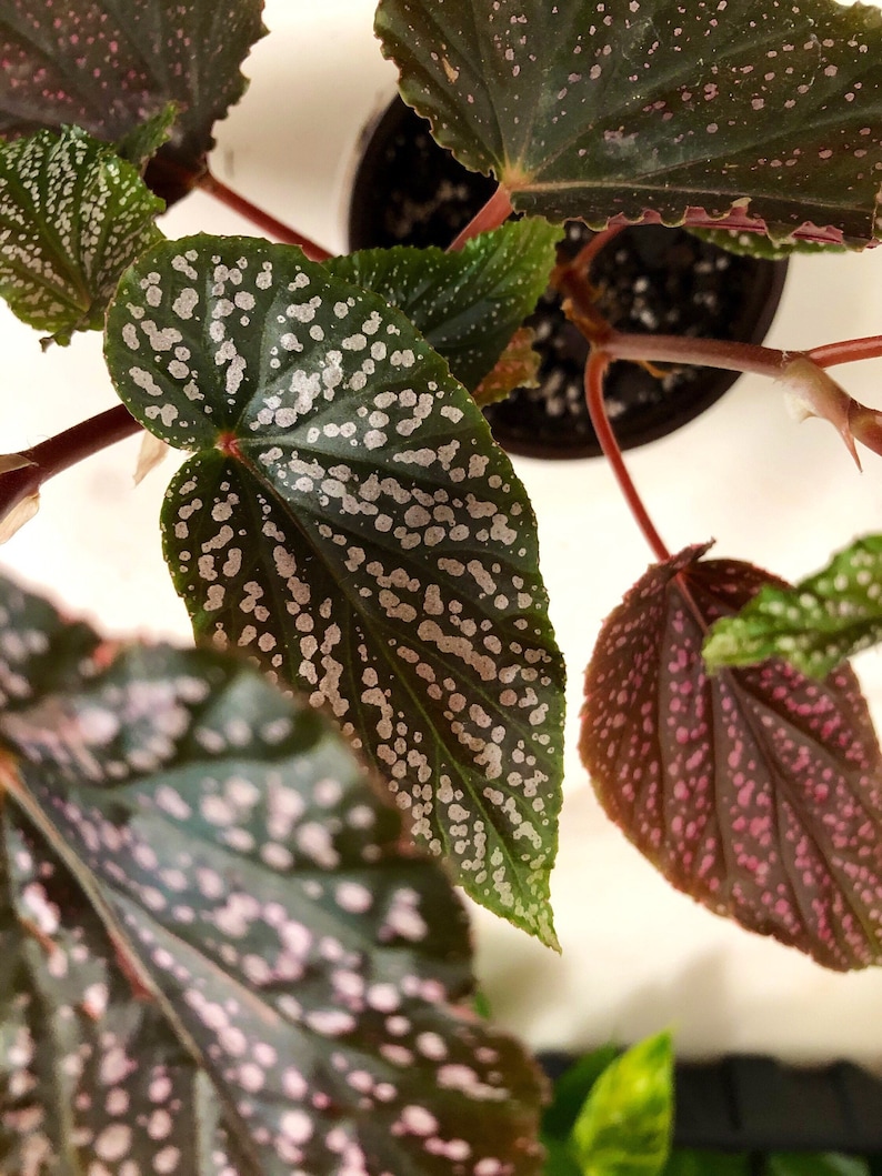 Begonia Benigo Pink - Etsy