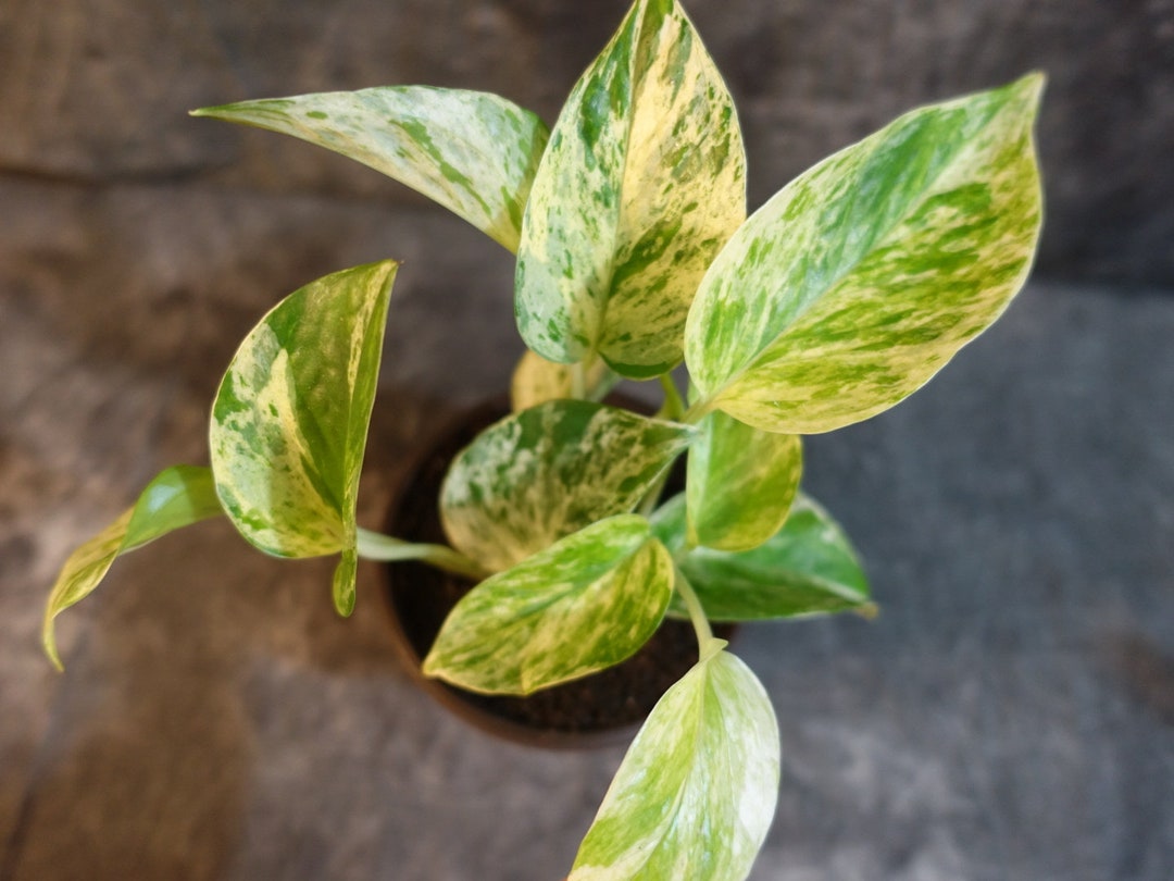 Philodendron - Marble Queen Pothos (epipremnum Aureum) - Etsy