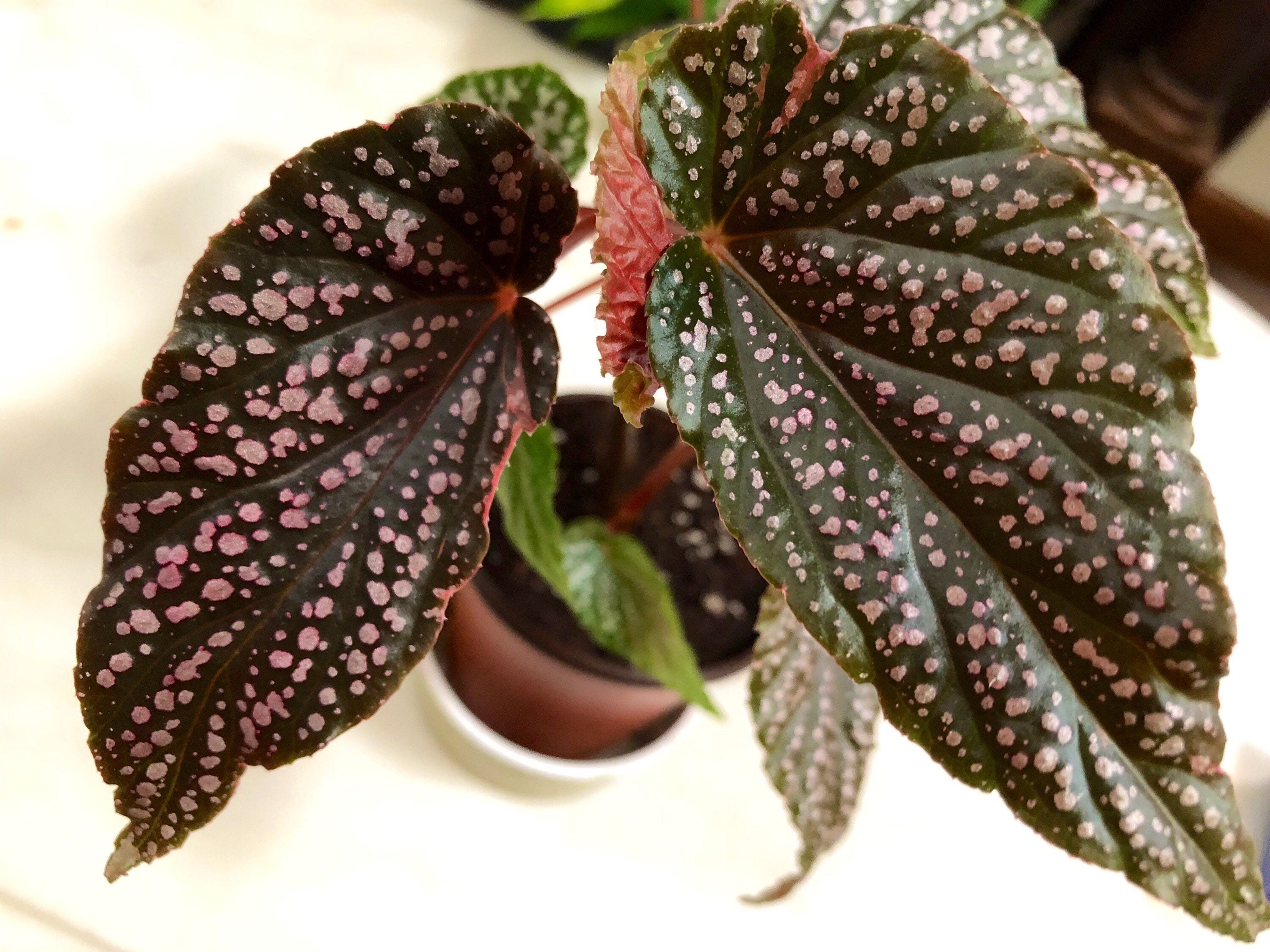 Begonia Benigo Pink - Etsy