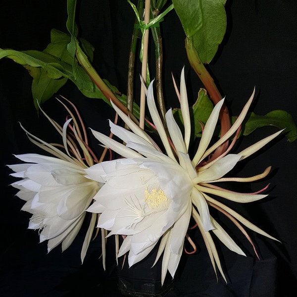 Epiphyllum - Etsy