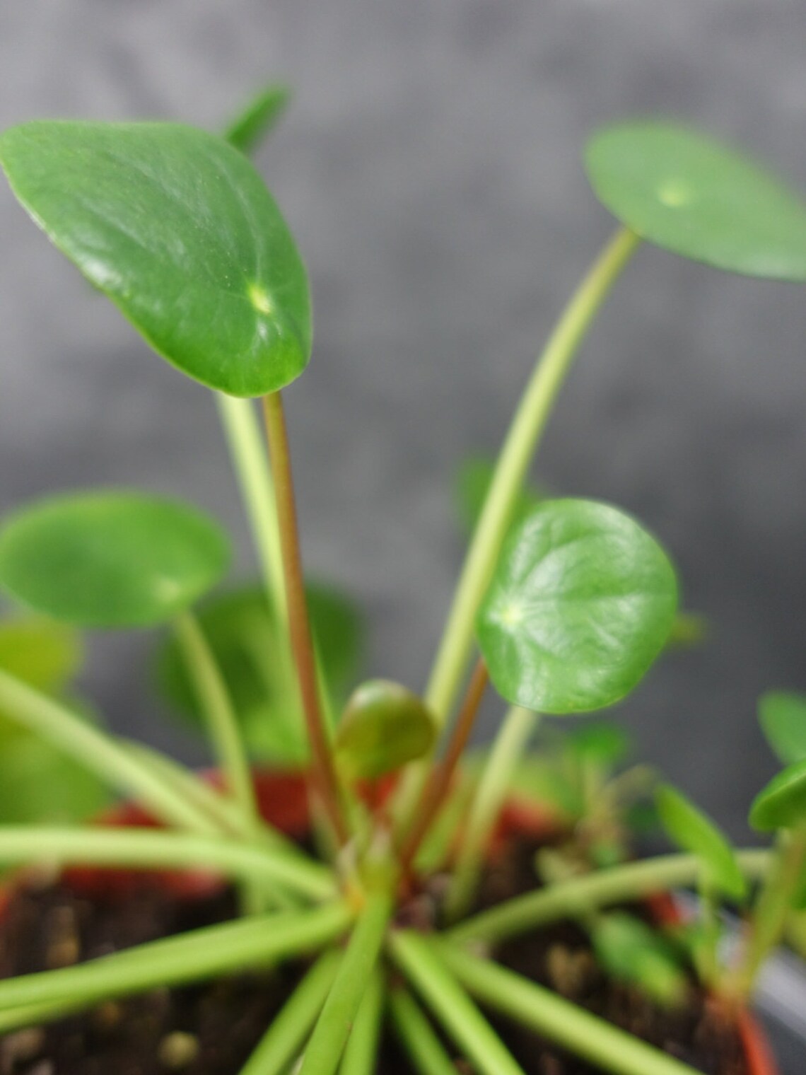 Pilea Peperomioides chinese Money Plant - Etsy