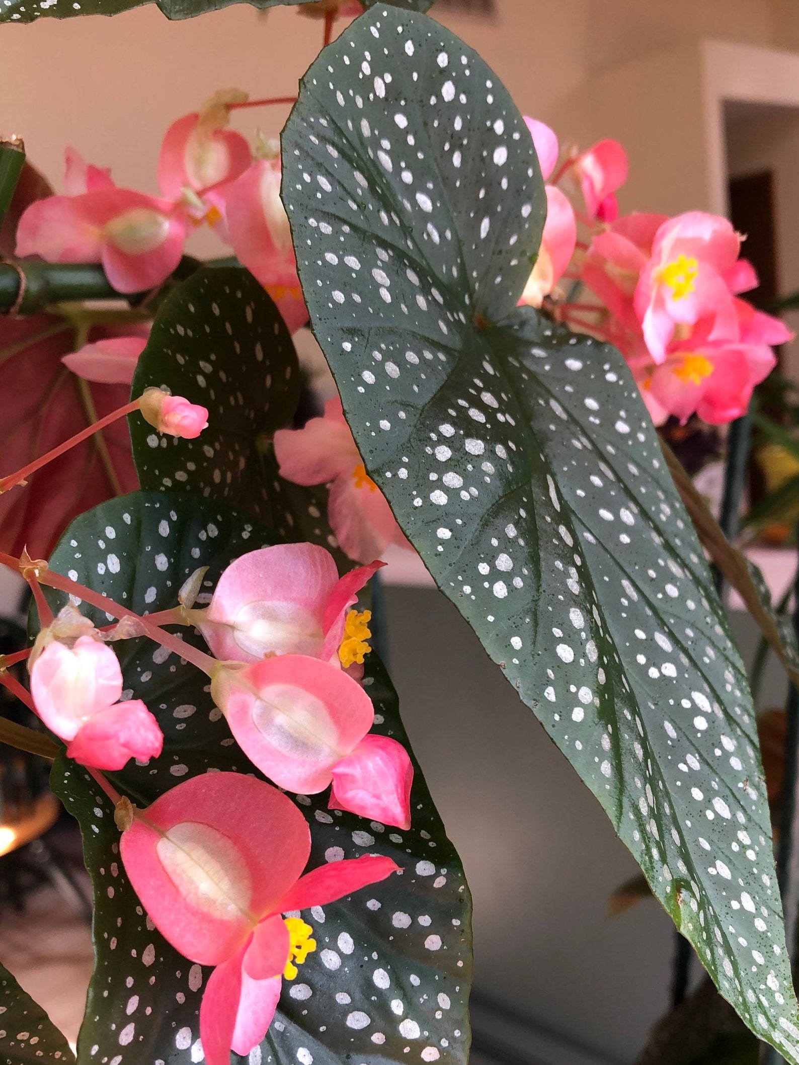 Begonia Angel Wing lucerna - Etsy