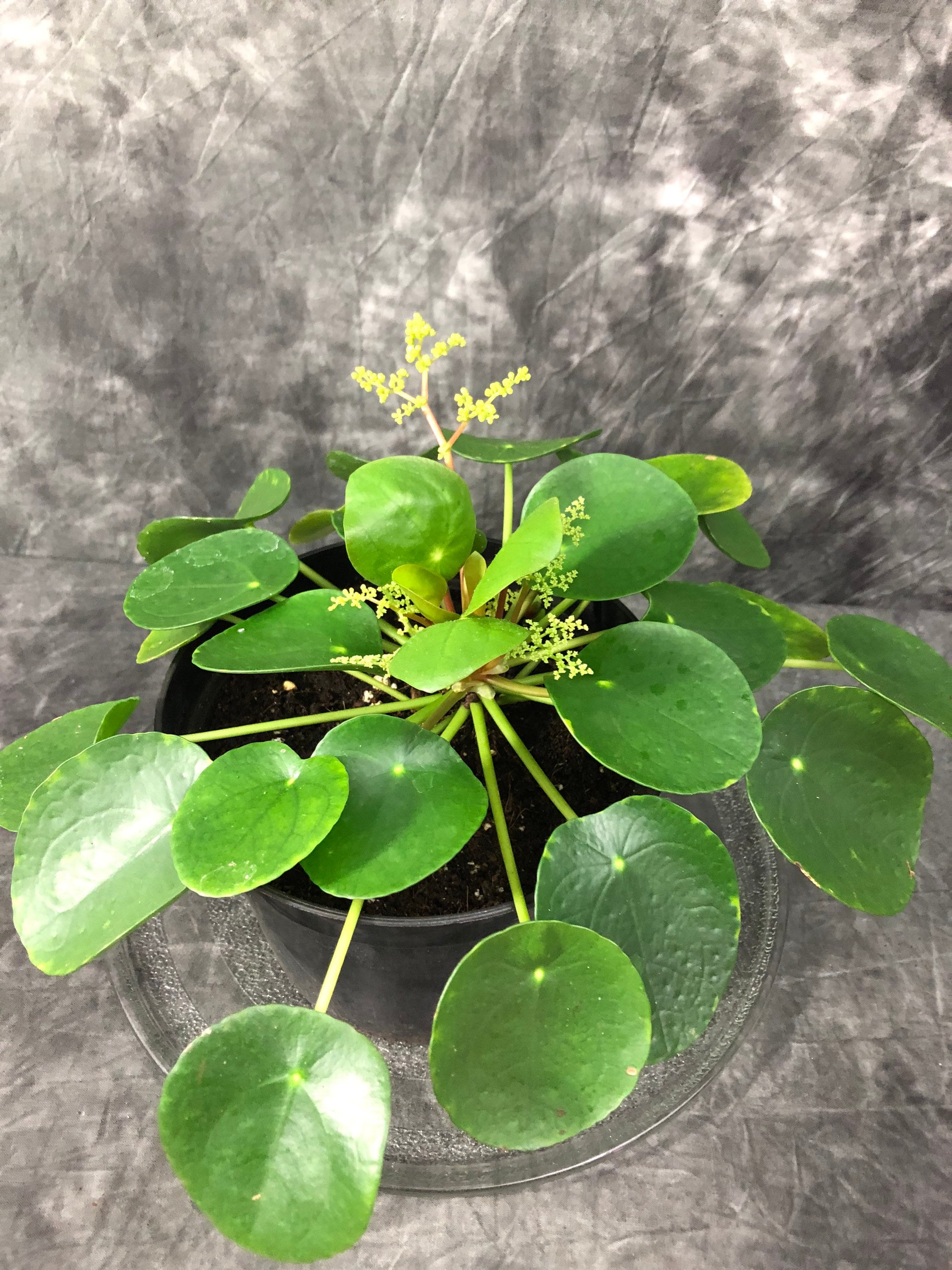 Pilea Peperomioides chinese Money Plant - Etsy