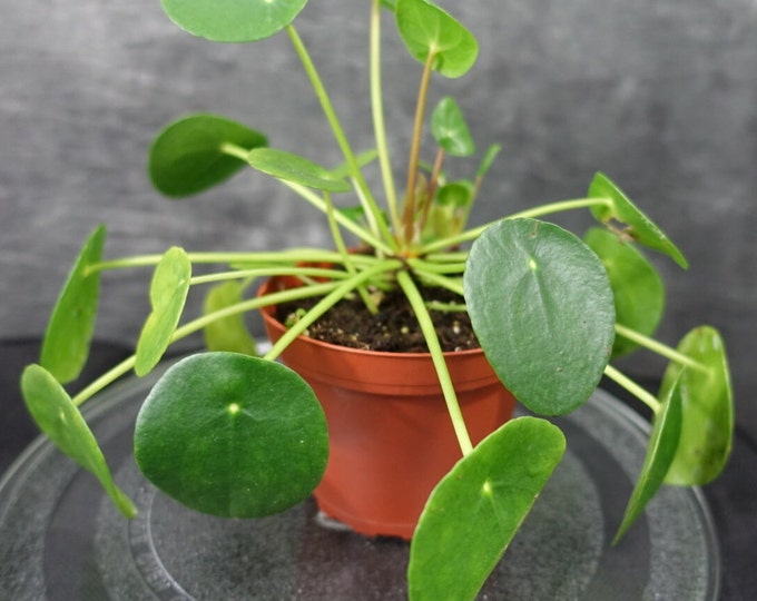 Pilea Peperomioides (chinese Money Plant) - Etsy