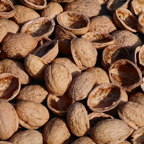 Walnut Shells - Etsy
