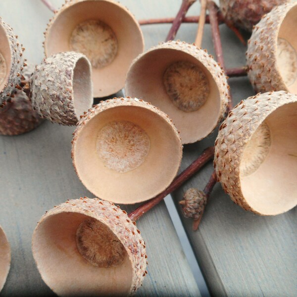 Acorn Decor - Etsy