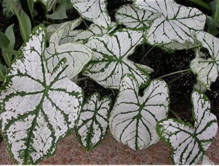 White Christmas Caladium Bulbs Live Plant ALL Starter Plants - Etsy