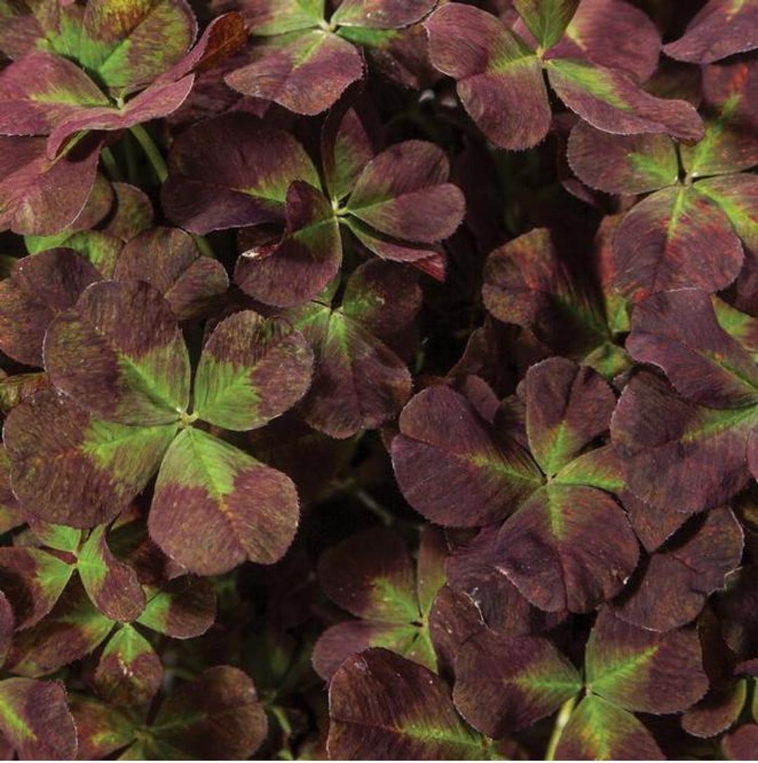FREE SHIPPING - Coco Mint Clover Triflorum - Etsy