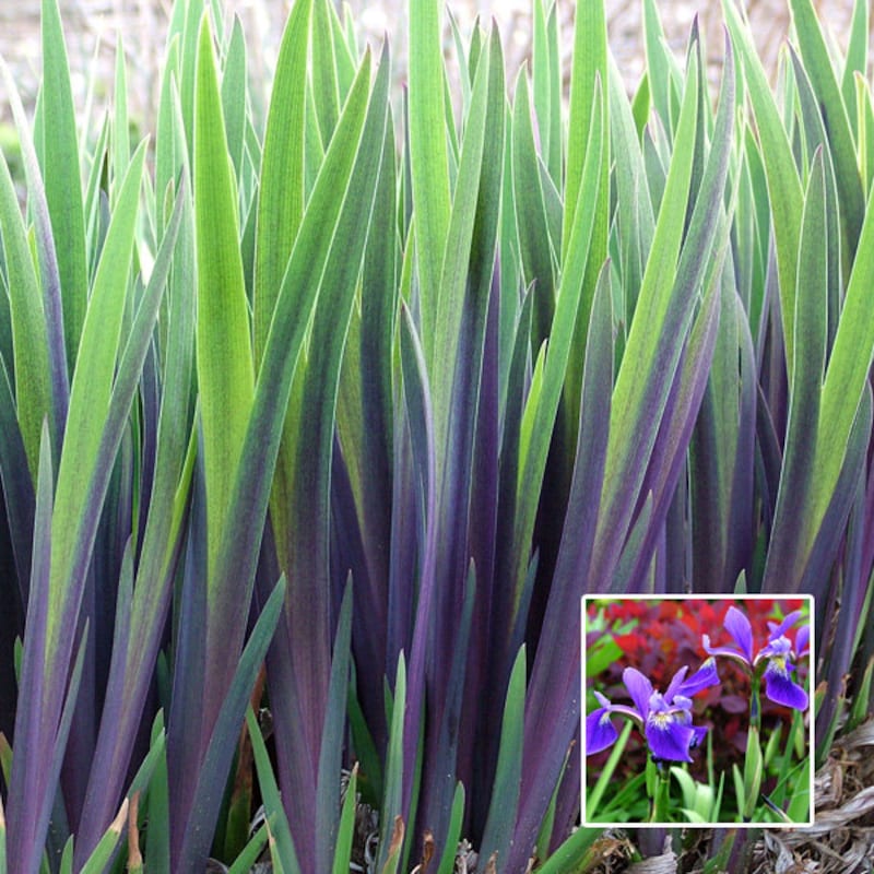 Water Iris - Etsy