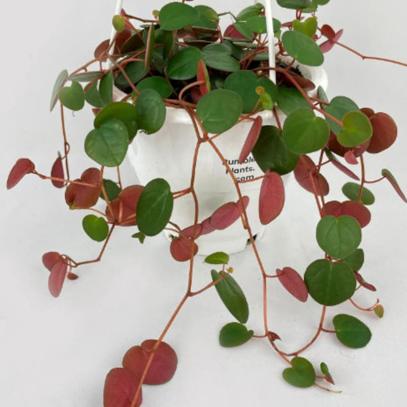 Ruby Cascade - Etsy