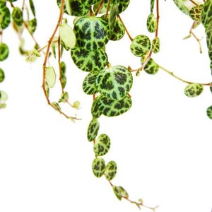 Variegated String of Turtles Starter Plants Pink Plant Ppp FREE ...