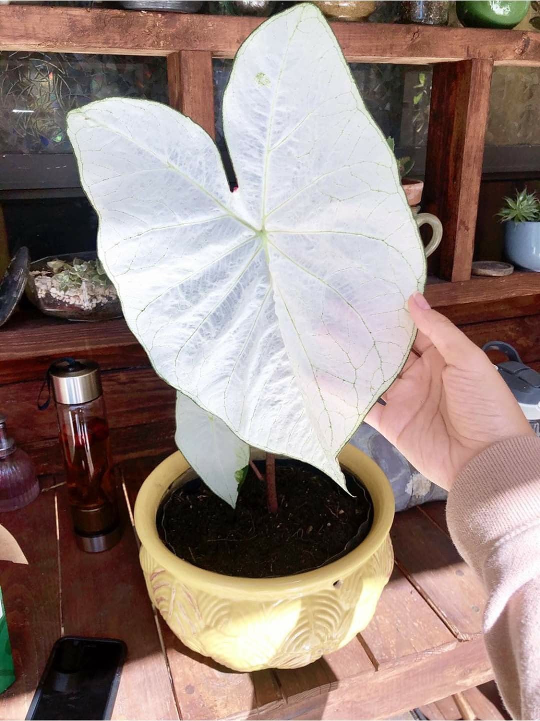 FREE SHIPPING - June Bride Caladium Bulbs - Etsy