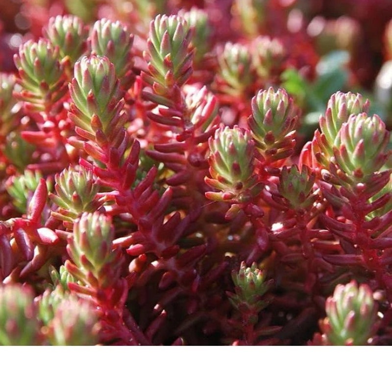 Red Sedum - Etsy