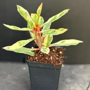 Variegated White Lightning Crown of Thorns Starter House Plants FREE ...