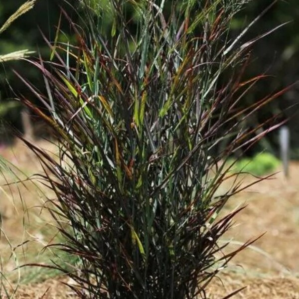 Purple Fountain Grass - Etsy