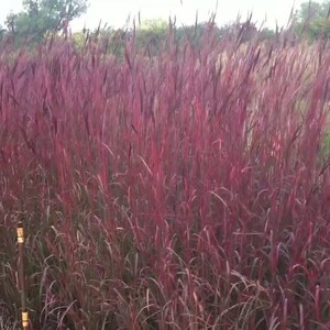Dancing Wind Grass Plug Starter Plant ALL Starter Plants REQUIRE You to ...