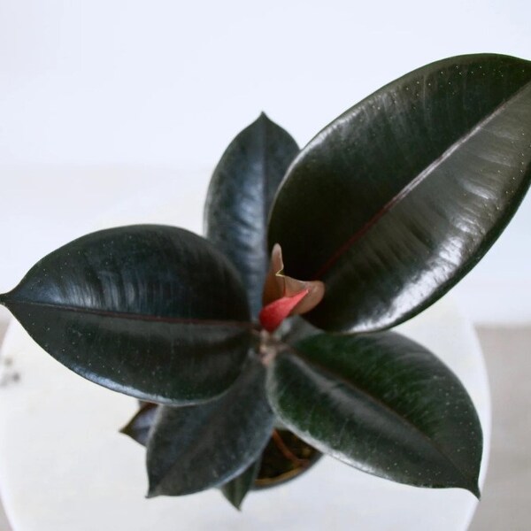 Rubber Plant Live - Etsy
