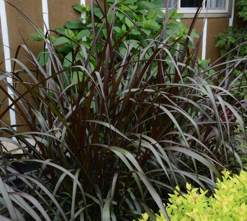 FREE SHIPPING - Black Majestic Fountain Grass - Etsy
