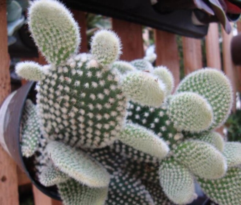 Teddy Bear Cactus Aka Bunny Ears Succulents ALL Starter - Etsy