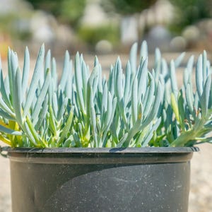 Mini Blue Chalkstick Succulent Starter Plants Mini Blue Senecio - Etsy