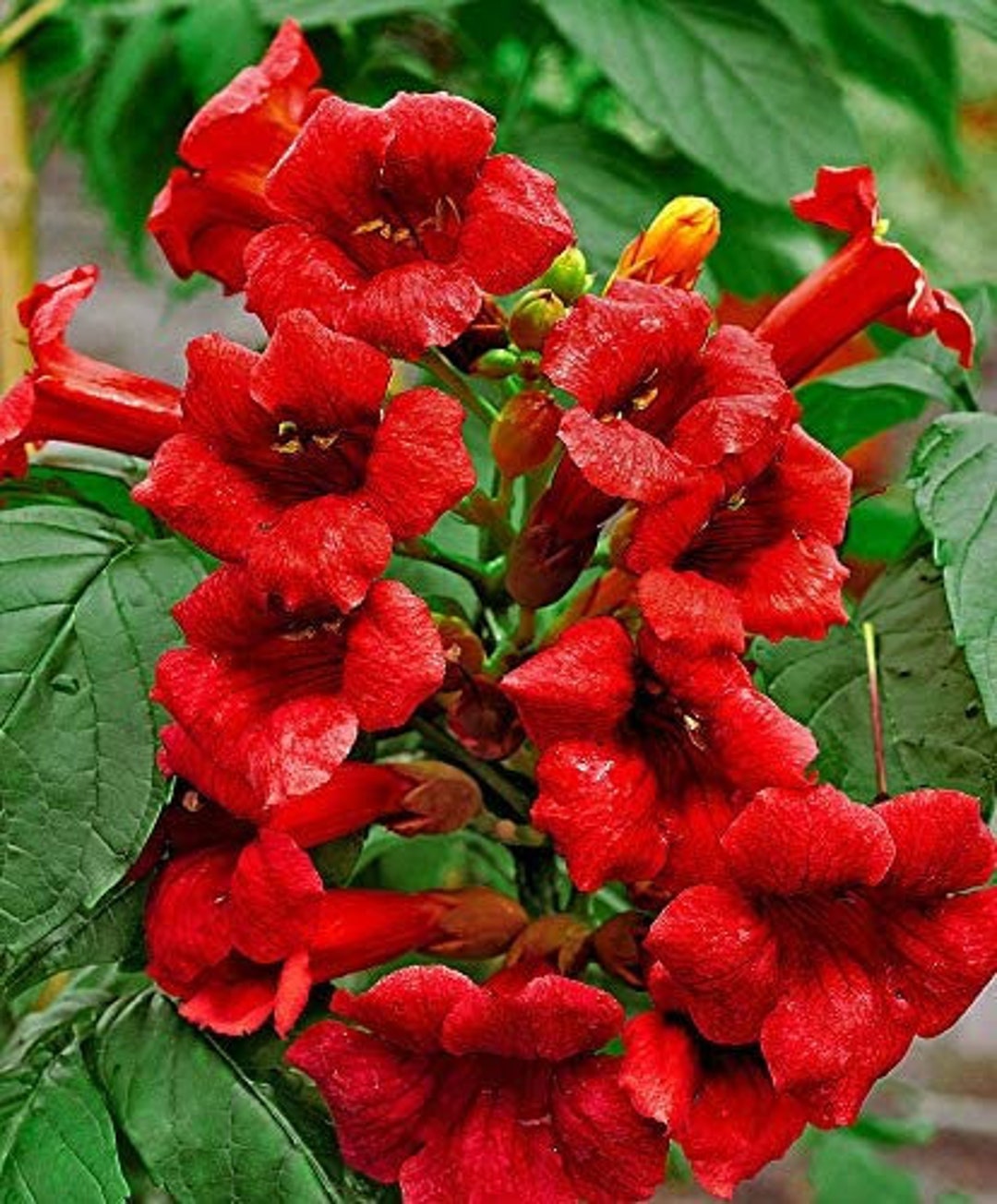 FREE SHIPPING - Red Trumpet Vine Starter Plant - Etsy