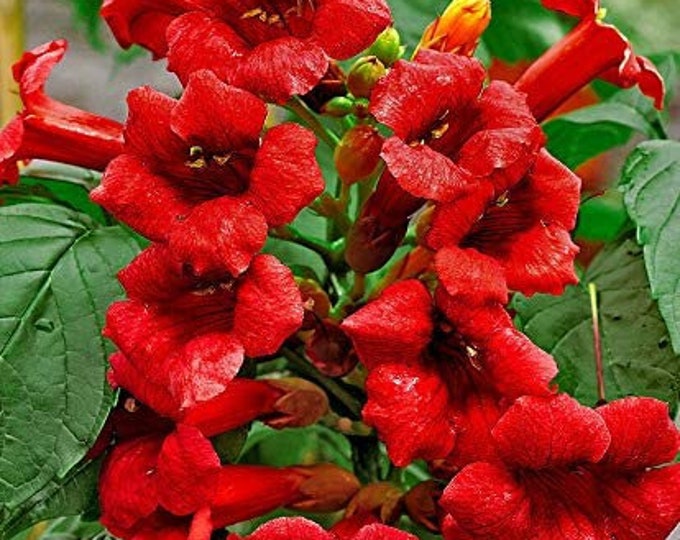 Dark Red Hummingbird Trumpet Vine Seeds - Etsy