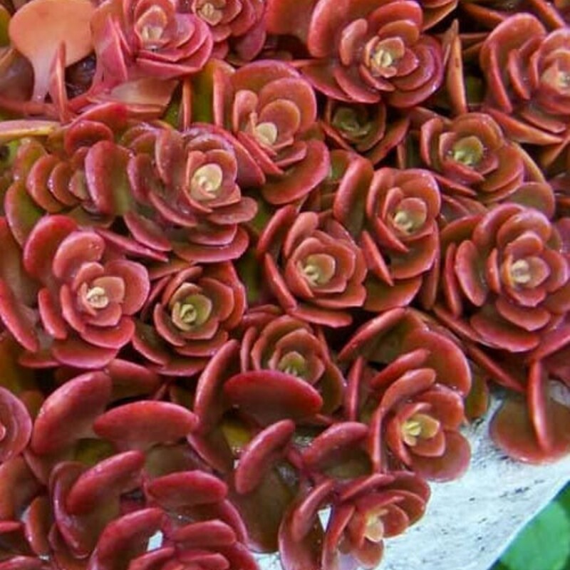 Red Sedum - Etsy