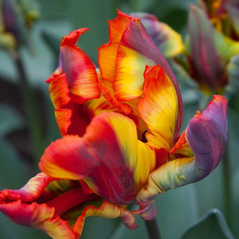 Parrot Tulip - Etsy