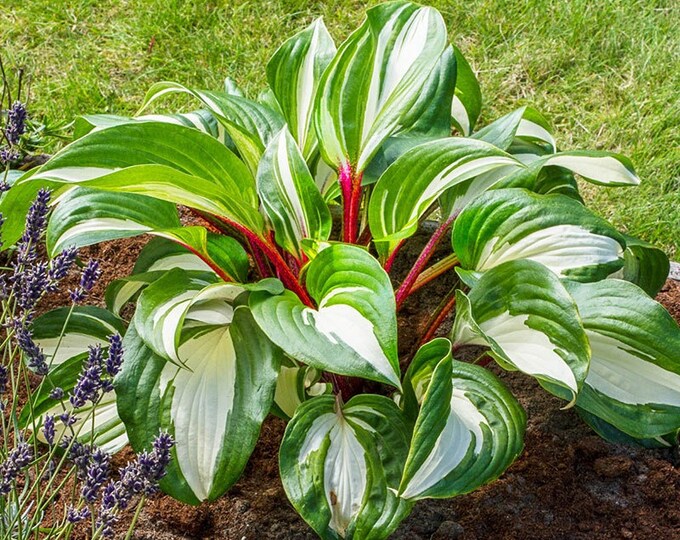 Hosta 'first Blush' 1 Division Size Starter Plant Ships Bare Root - Etsy