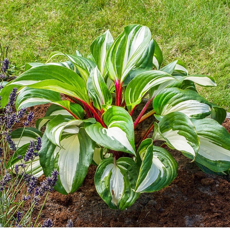 Rare Hosta Seeds - Etsy