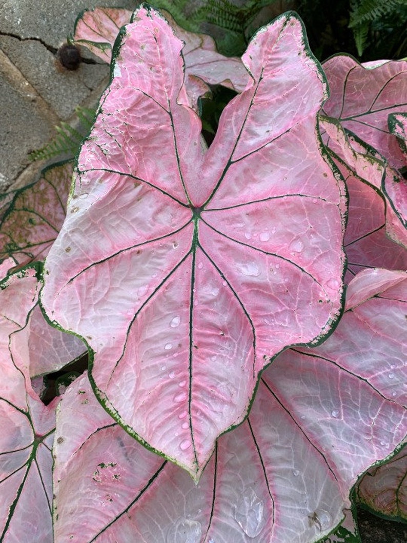 Pink Splash Caladium Bulbs Live Plant Princess ALL Starter - Etsy