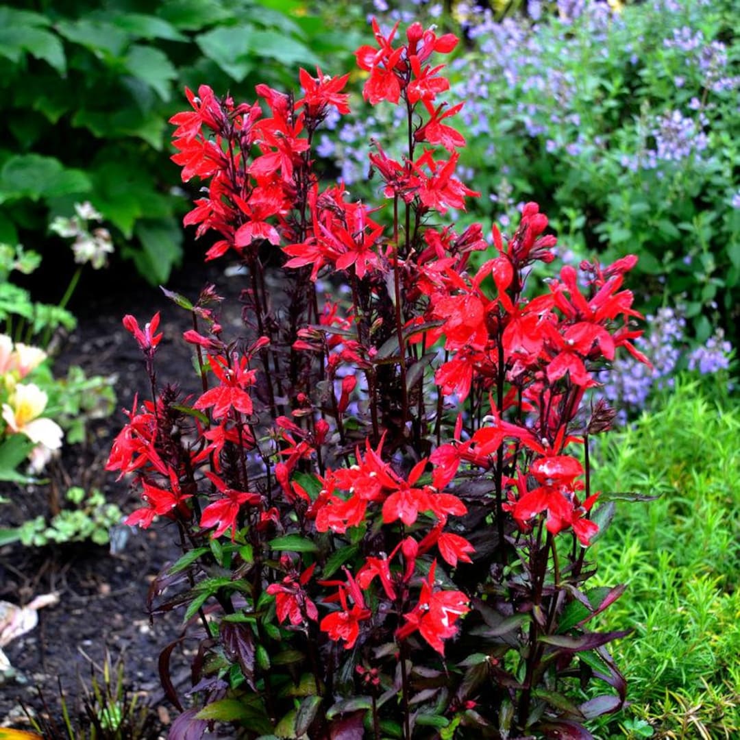 FREE SHIPPING - Black Truffle Red Cardinal Flower Starter Plant - Etsy
