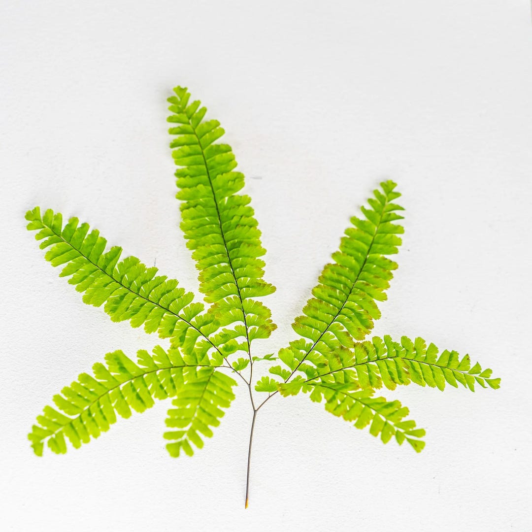 Maidenhair Fern Five Finger Plant Starter Low Light House Plants - Etsy