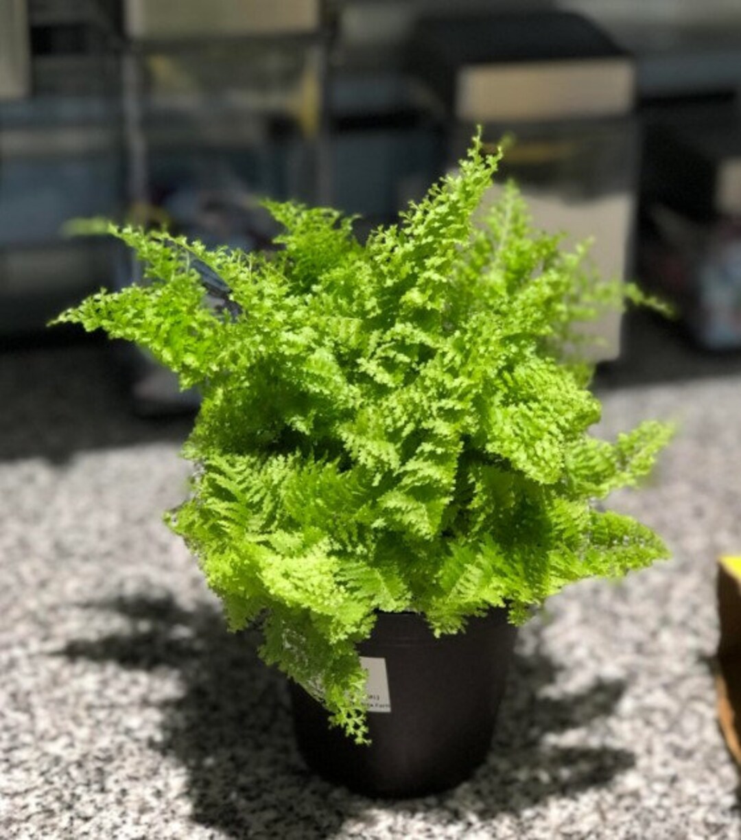 Fluffy Ruffles Fern Plant Starterlow Light House Plants - Etsy