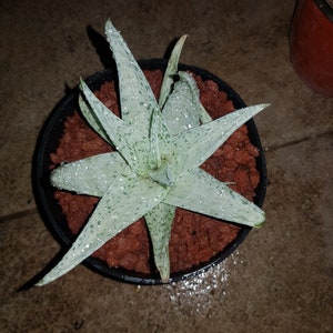 Variegated Aloe White Fox Succulent Starter Plants FREE SHIPPING - Etsy