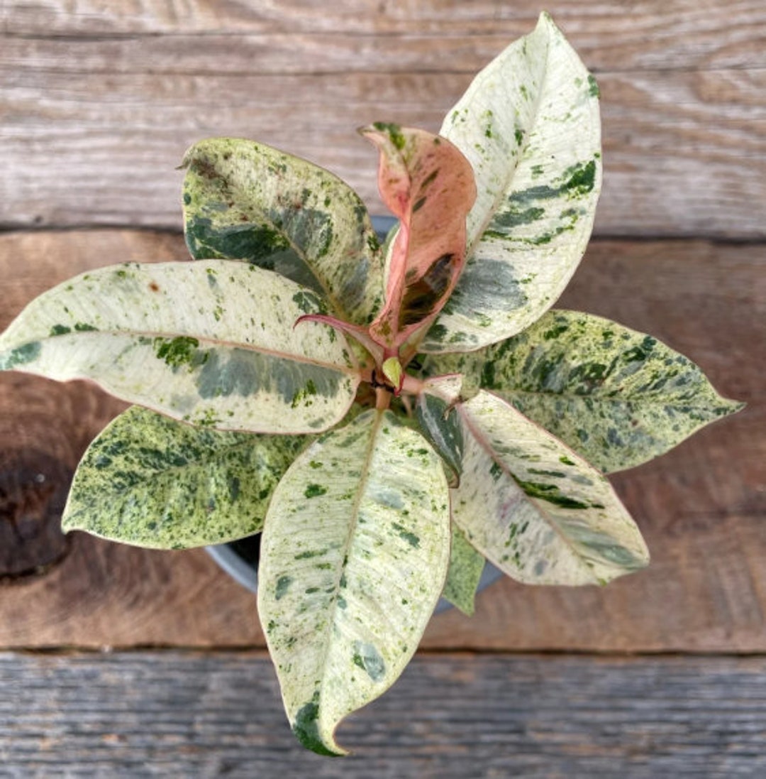 FREE SHIPPING - Moonshine White Rubber Tree Shivereana Variegated ...