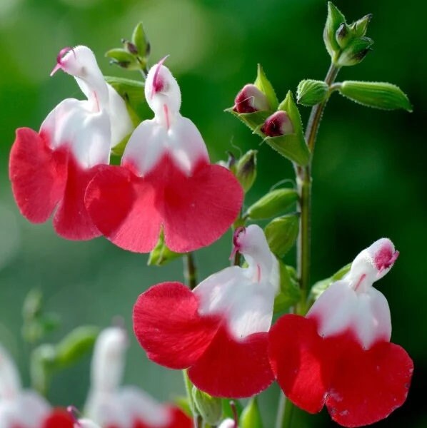 Red lips plant store