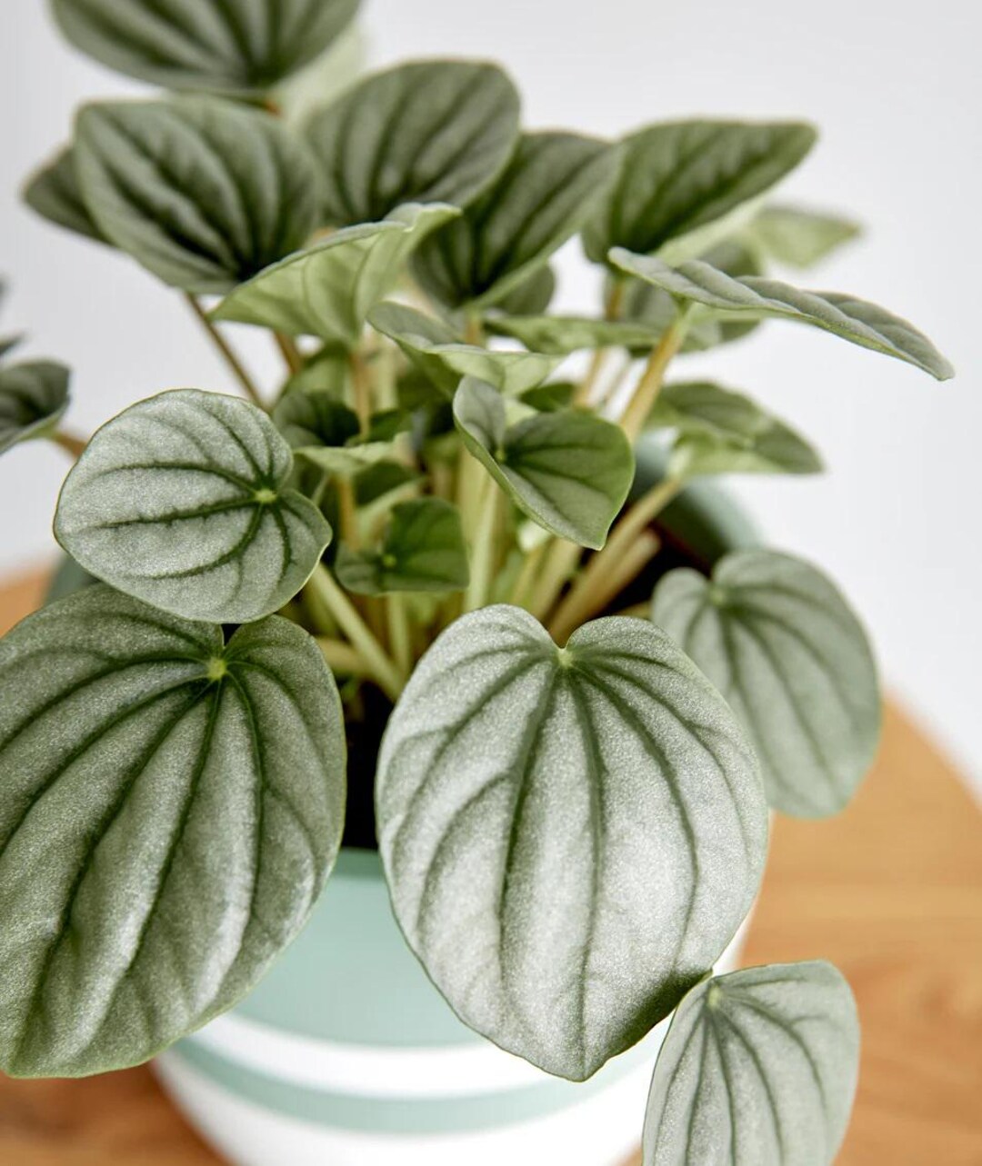 Peperomia Silver Ripple Plant Starter House Plants - Etsy