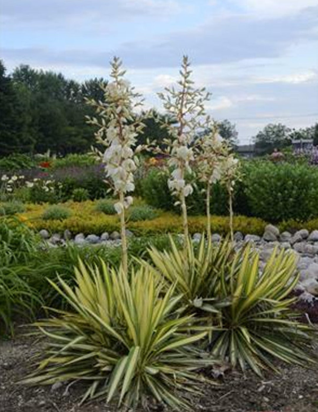 FREE SHIPPING - Yucca Bright Edge Live Starter Plant Bi-tone Variegated ...