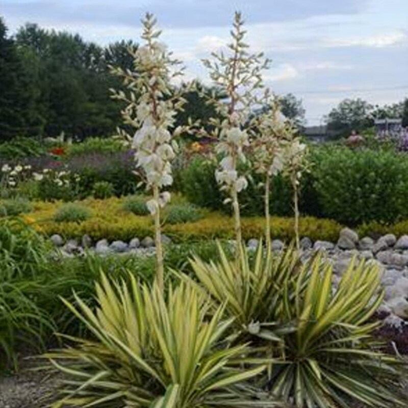 Yucca Plant Live - Etsy