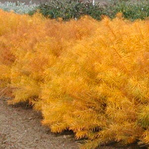 FREE SHIPPING - Butterscotch Amsonia Flower Plug Starter Plant - Etsy