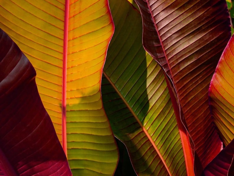 FREE SHIPPING - Red Banana Tree Starter Plant Ppp - Etsy