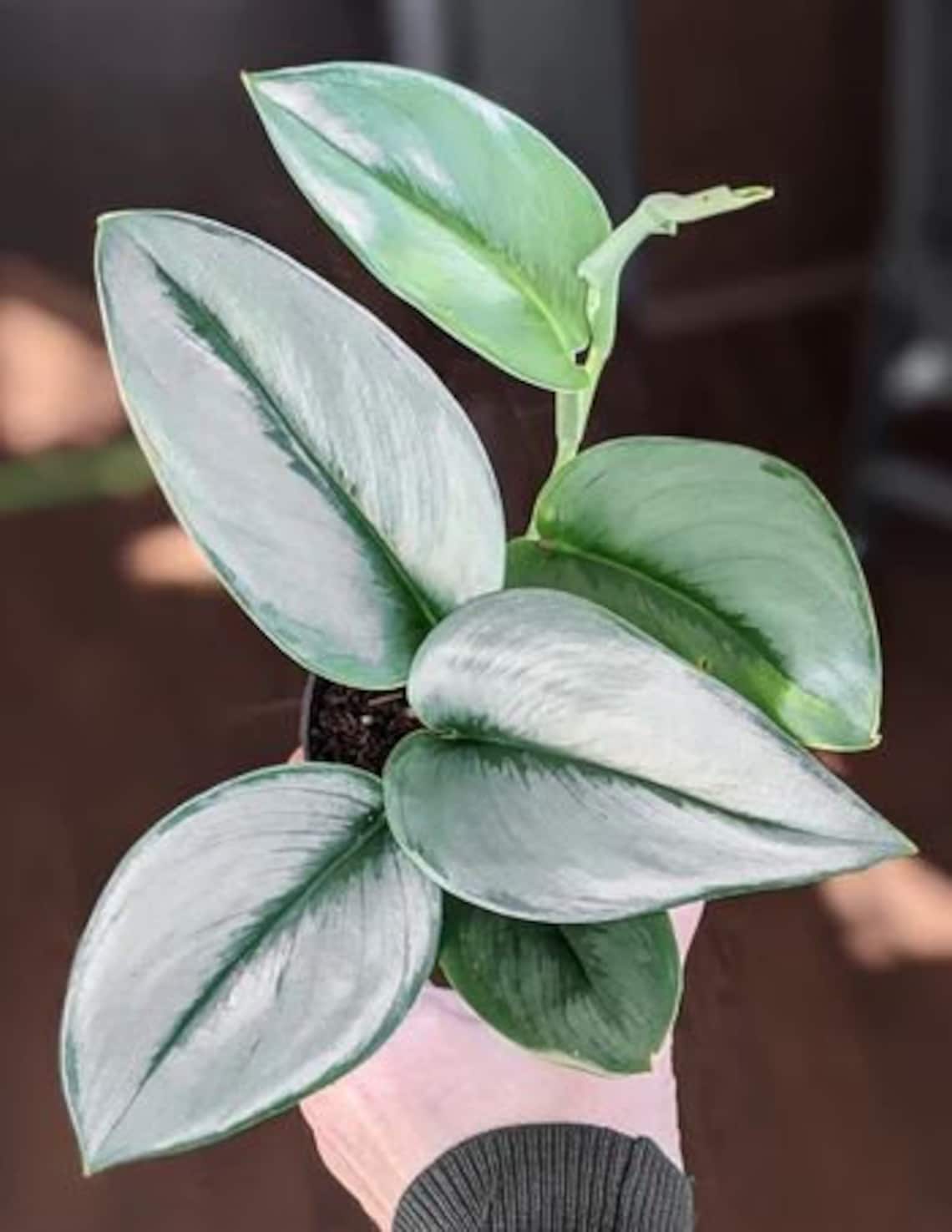 Rare Silver Moonlight Pothos Scindapsus Treubii Starter ALL - Etsy