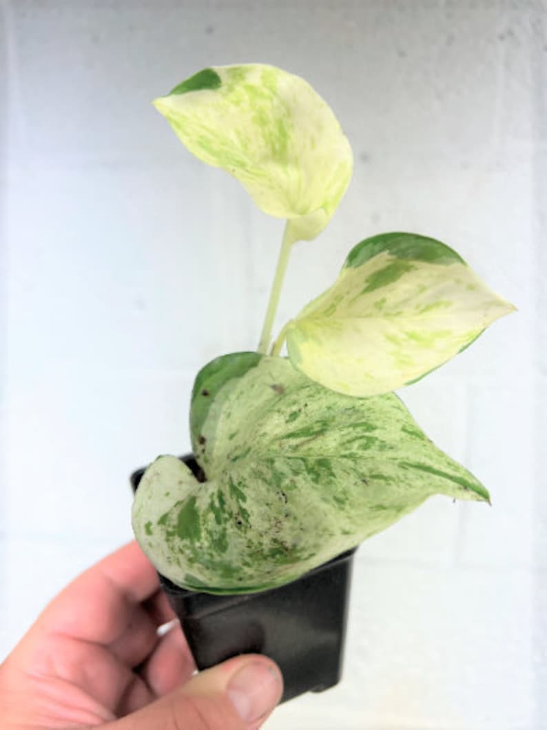 Rare Manjula Pothos Starter Plant ALL Starter Plants REQUIRE - Etsy