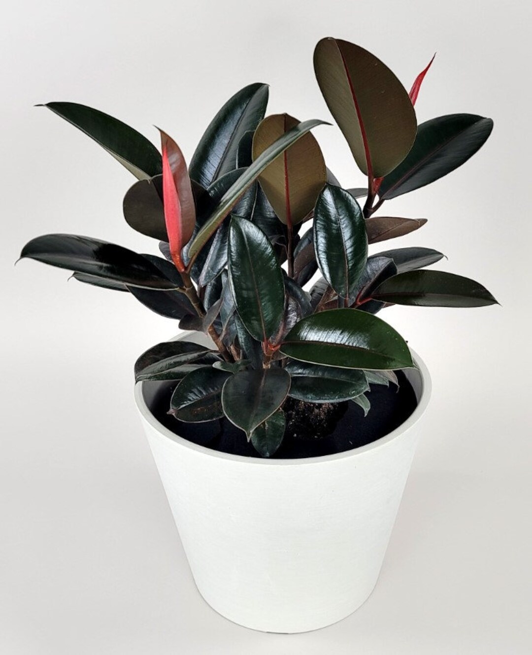 FREE SHIPPING - Black Rubber Tree Starter Plant - Etsy
