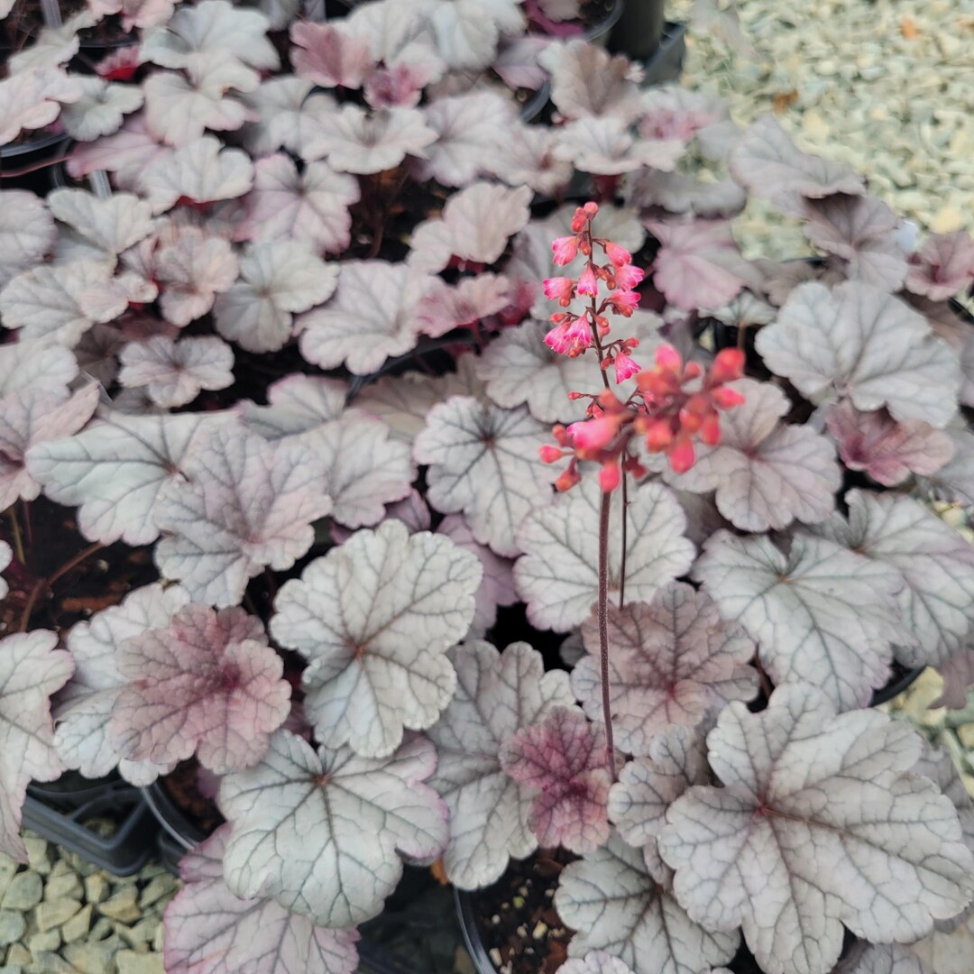 Planta de inicio plateada Heuchera Campanas de coral Smoke and Mirrors ...